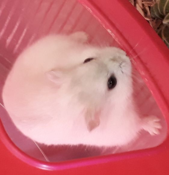 Les hamsters à l’adoption – Association Adopte un Rongeur